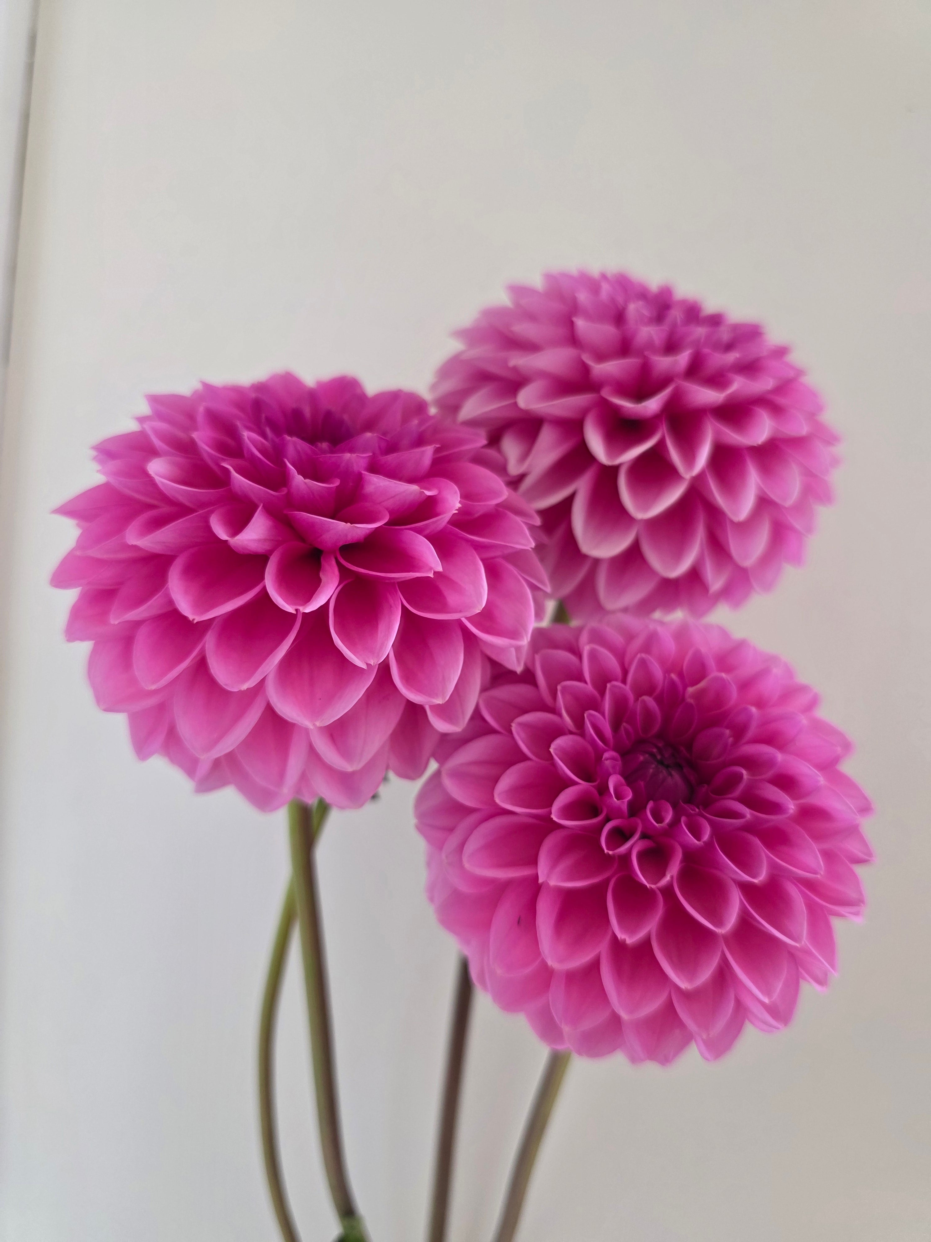 Pink Sylvia – Aporo Road Blooms